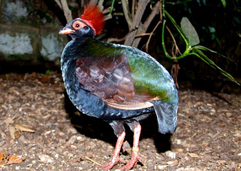 鹑族 Perdicini 蓝色动物学（中国动物学科普）